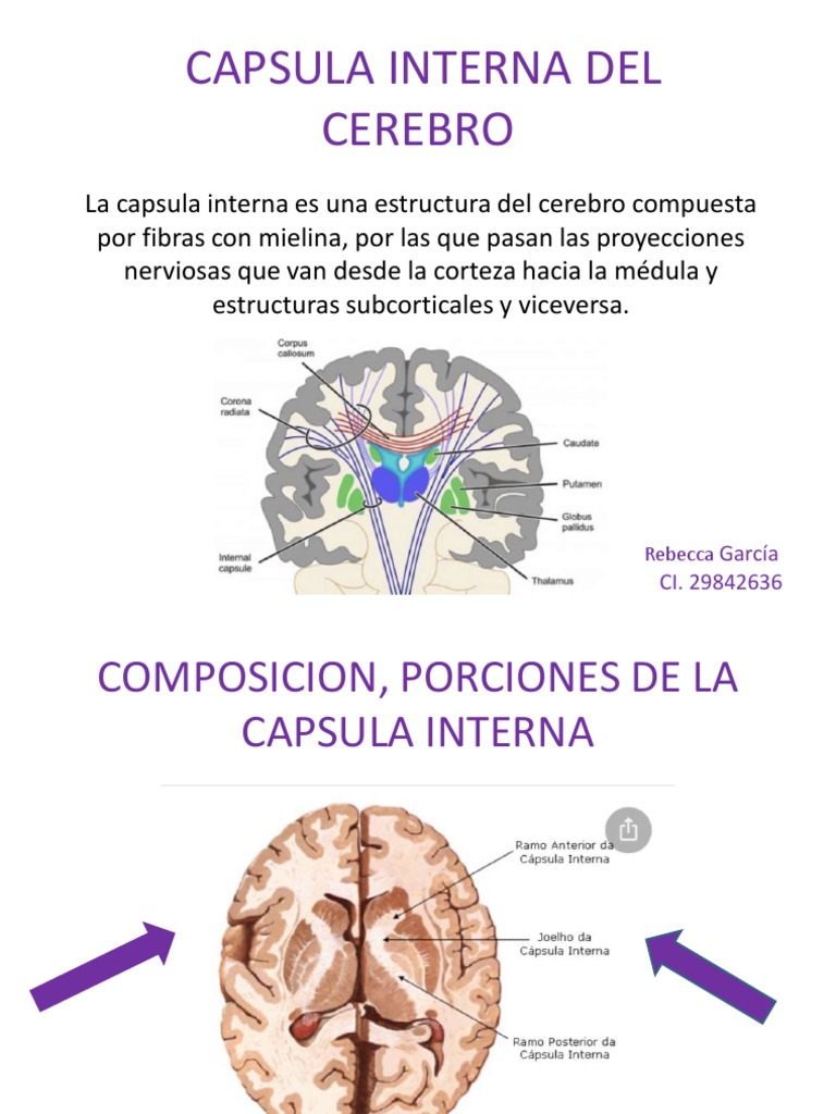 Capsula Interna | PDF