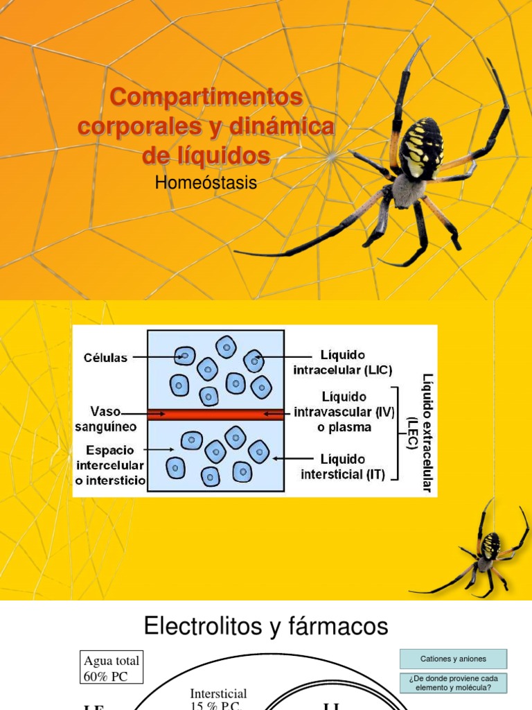 Compartimientos Corporales Dinámica Líquidos | PDF