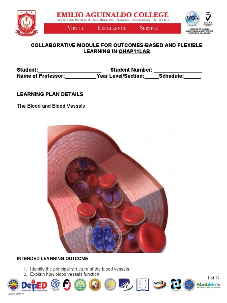 Blood Vessel Structure and Function Guide | PDF | Blood Vessel | Vein