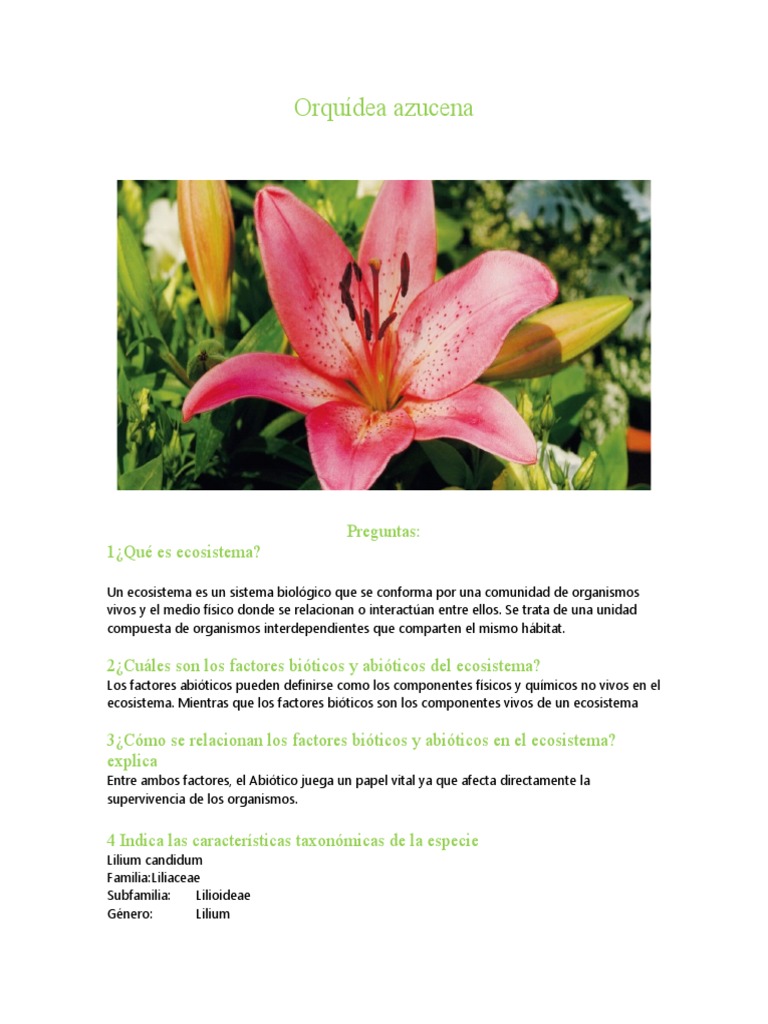 Características de la azucena y su ecosistema | PDF | Ciencia y matemáticas