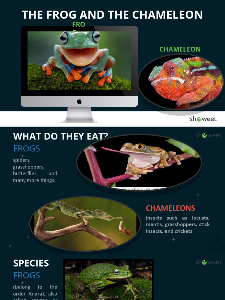 Animals Infographic | PDF | Frog | Amphibian