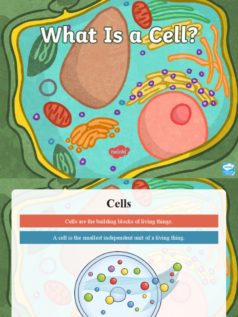 KS3 What Is A Cell | PDF