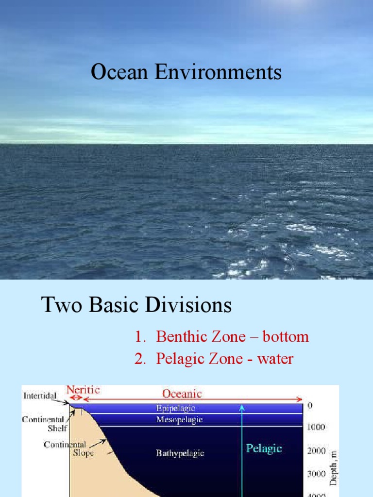 Marine Life Ocean Zone | PDF | Benthic Zone | Oceans