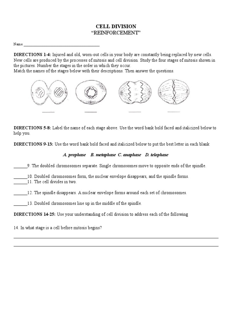 Cell Cycle Mitosis Worksheet