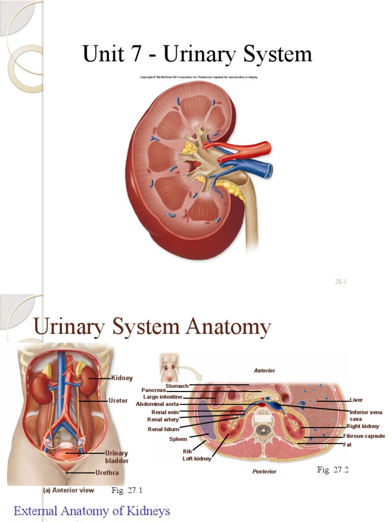 Urinary System Anatomy Overview | PDF | Kidney | Urinary System
