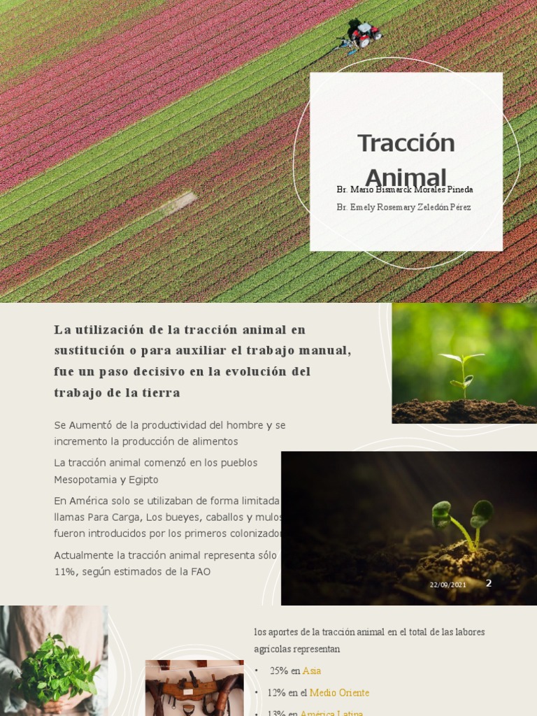 Tracción Animal en Agricultura Sostenible | PDF | Agricultura ...