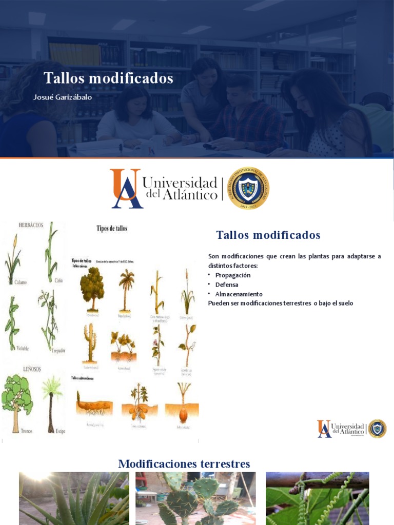 Presentacion Tallos Modificados. | PDF