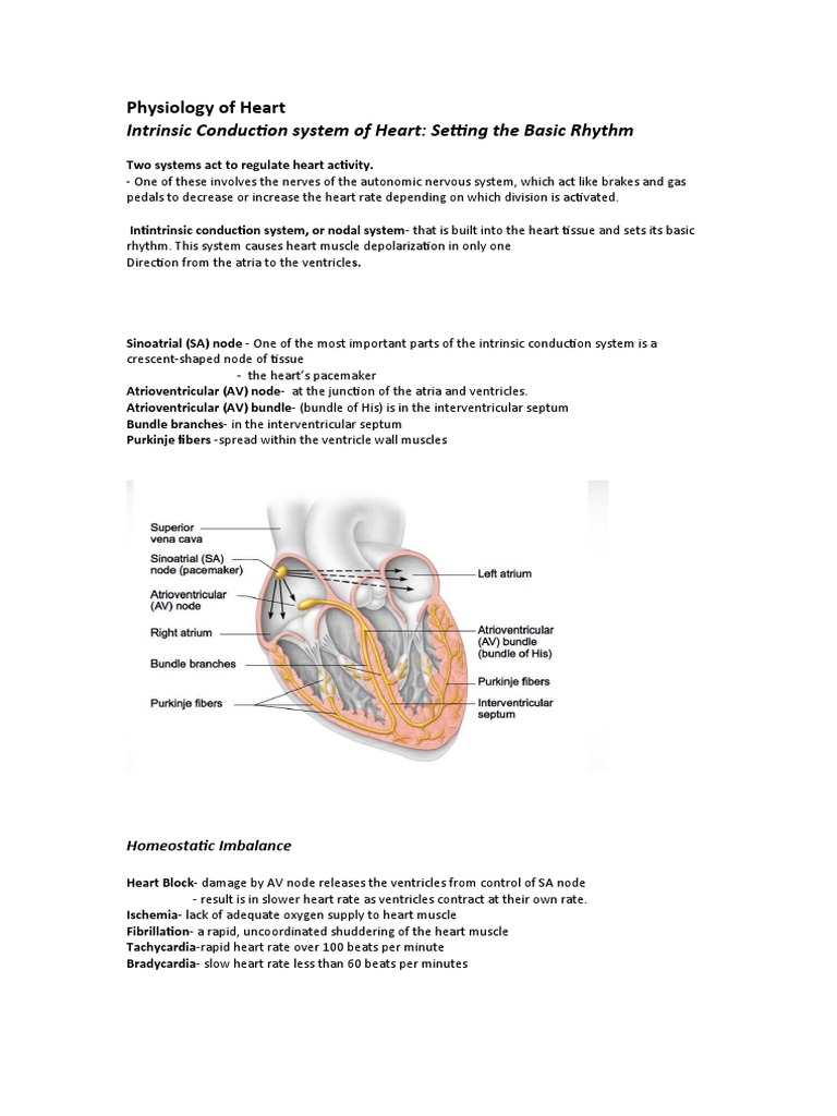 Intrinsic Conduction System of Heart: Setting The Basic Rhythm | PDF ...