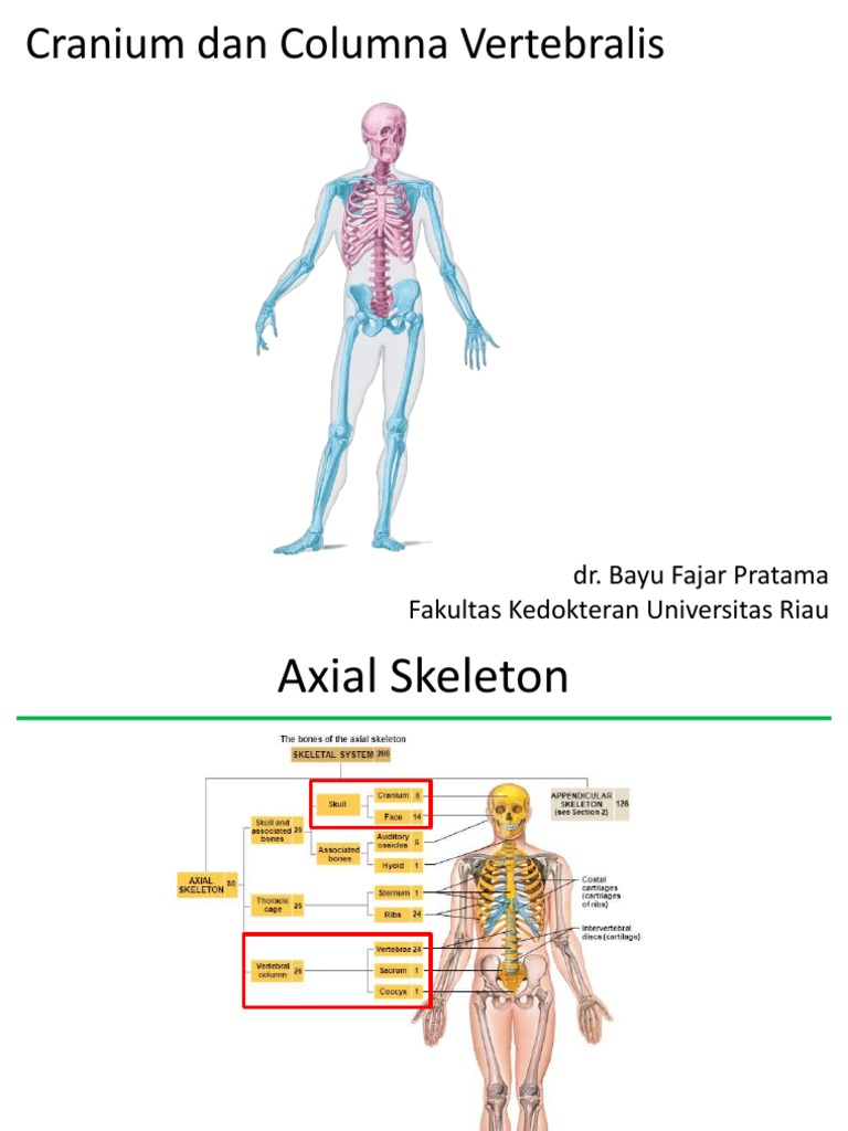 Anatomi Cranium dan Vertebralis | PDF | Kesehatan Holistik | Sains & Matematika