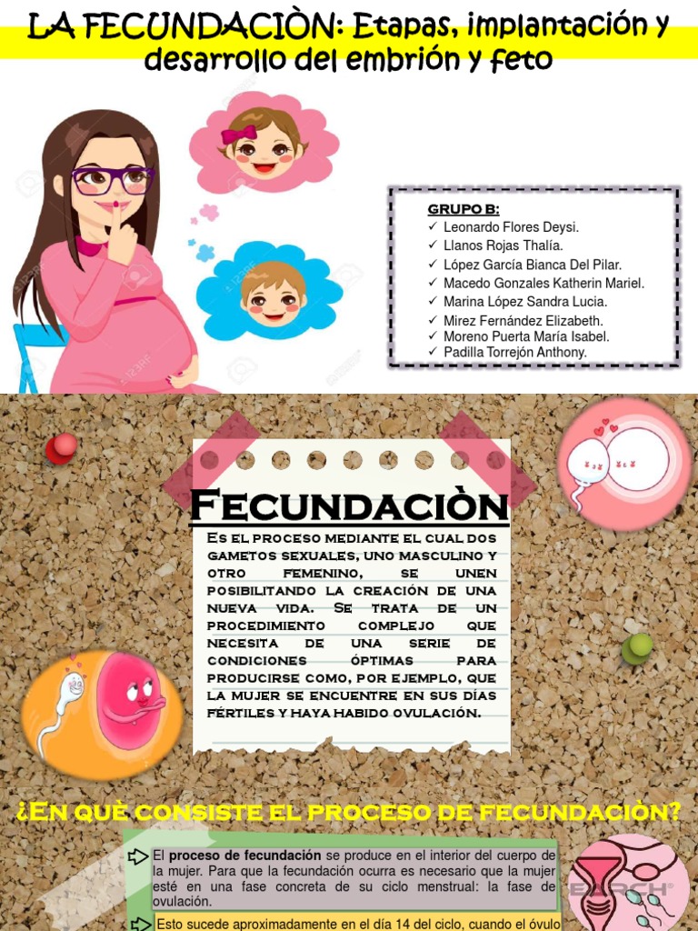 Etapas de Fecundacio. Implantacion, Embrion y Feto Oficial | PDF ...