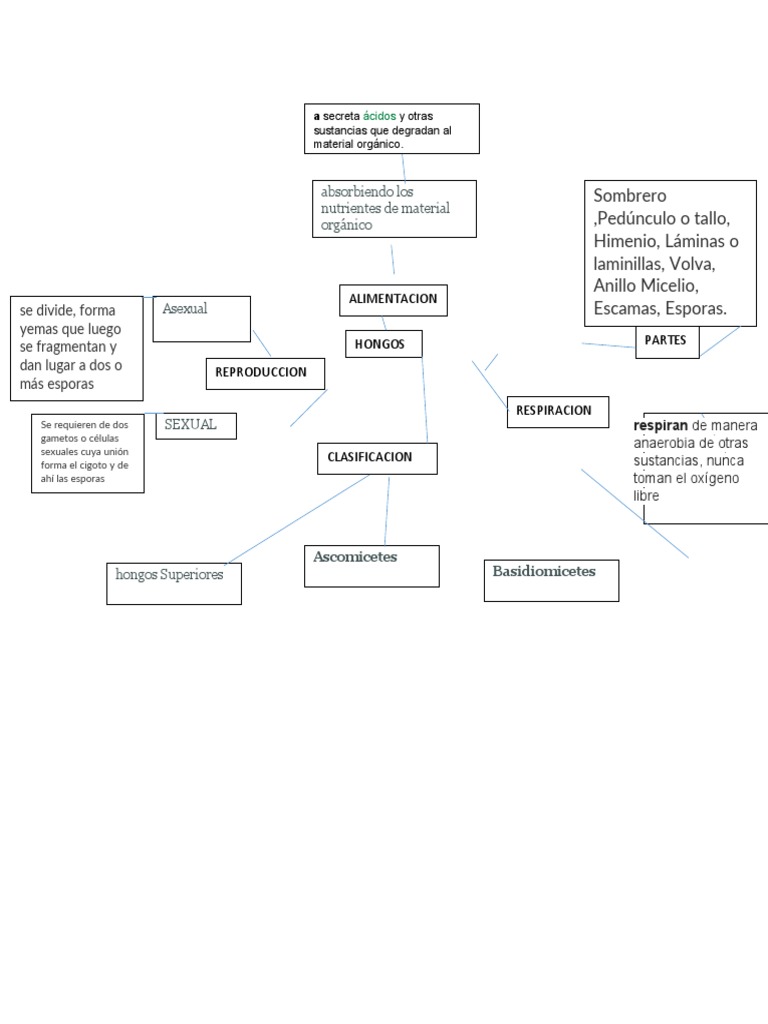 Mapa Mental Hongos | PDF