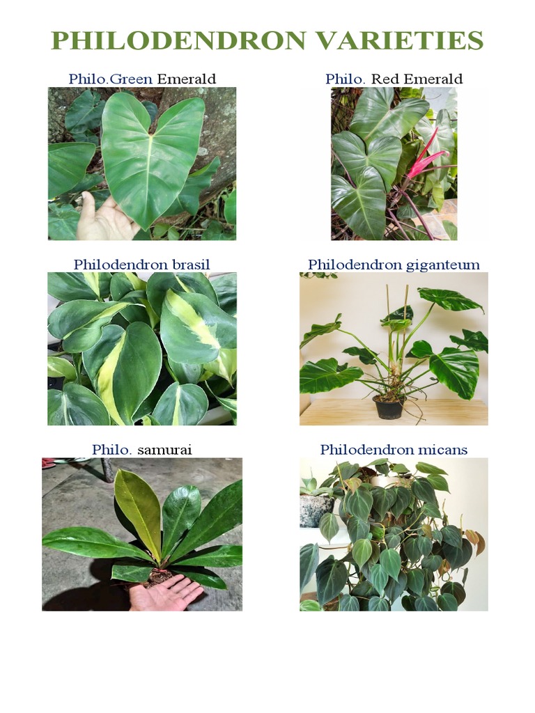 Philodendron Varieties: Philo - Green Philo | PDF