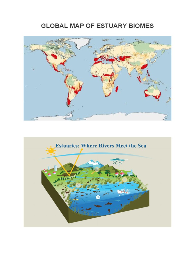 Global Estuary Biome Map | PDF