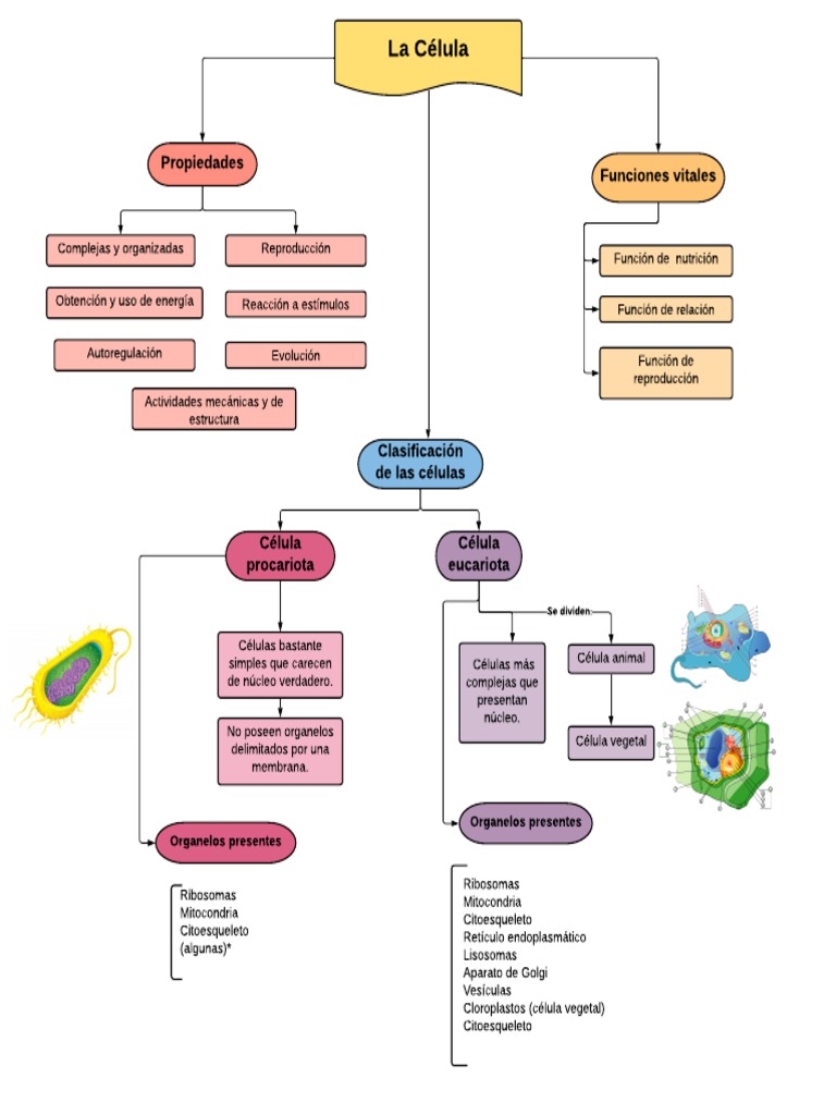 Mapa Conceptual de la Célula Eucariota y Procariota | PDF | Biología ...