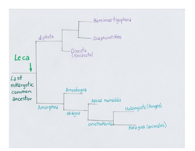 Diagrama de Leca Evolución | PDF