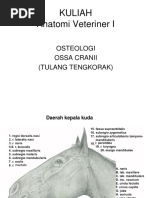 Anatomi Kuda Merged | PDF