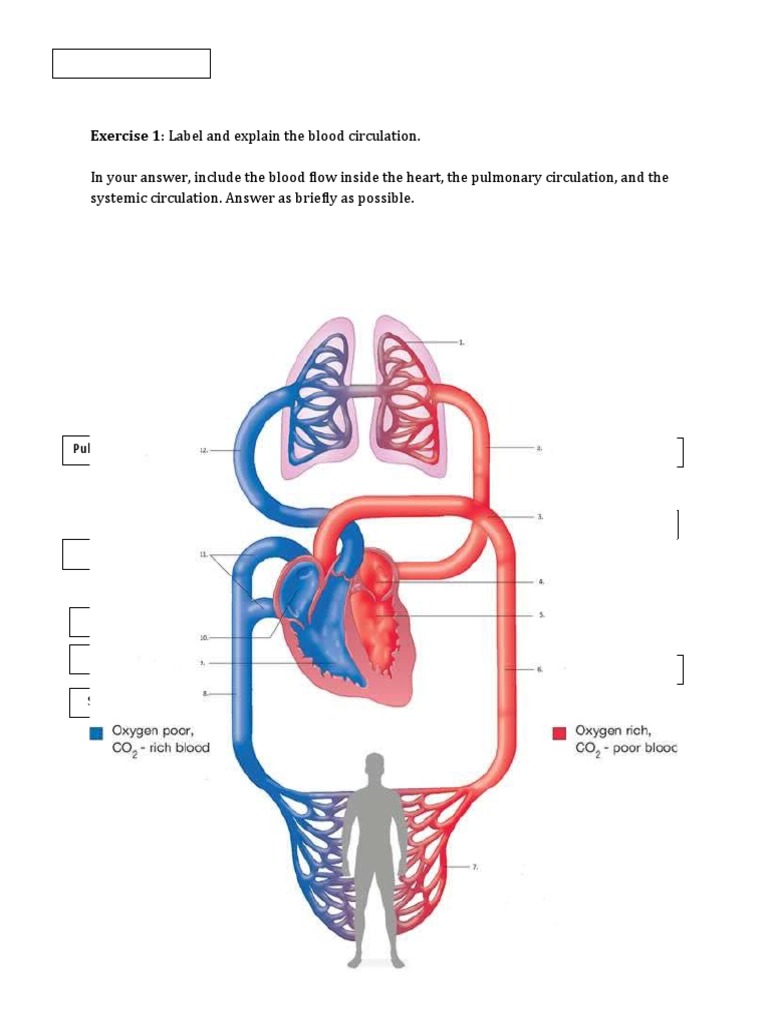Exercise 1: Label and Explain The Blood Circulation | PDF | Circulatory ...