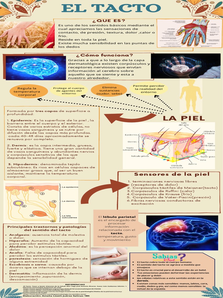 Infografia El Tacto | PDF | Piel | Sistema nervioso