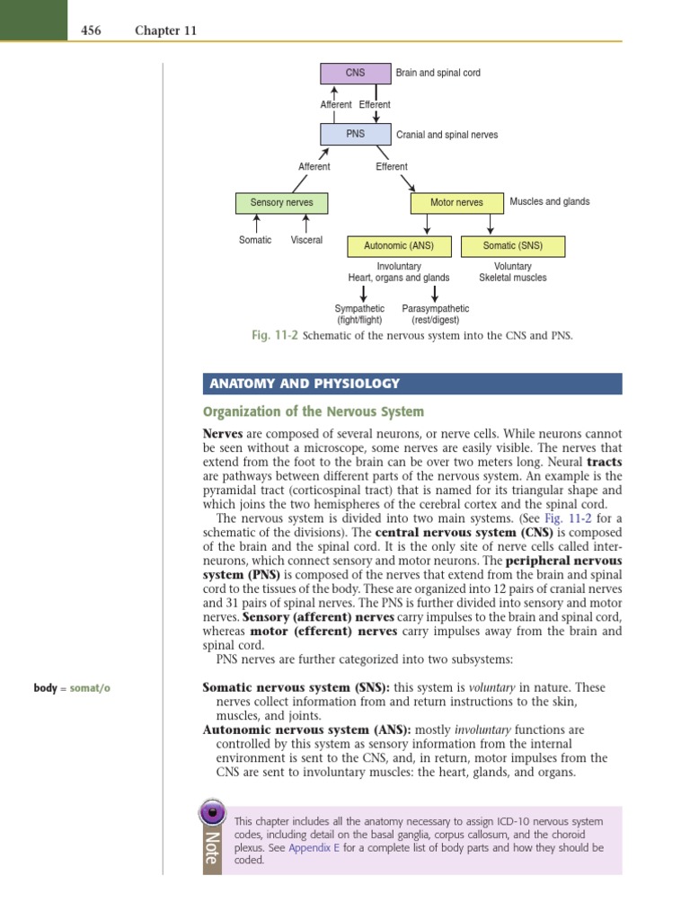Nervous System Anatomy Overview | PDF | Central Nervous System ...