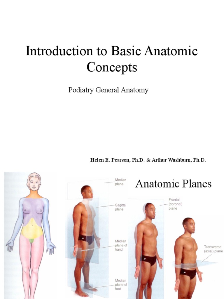 Introduction To Basic Anatomic Concepts: Podiatry General Anatomy | PDF | Anatomical Terms Of ...