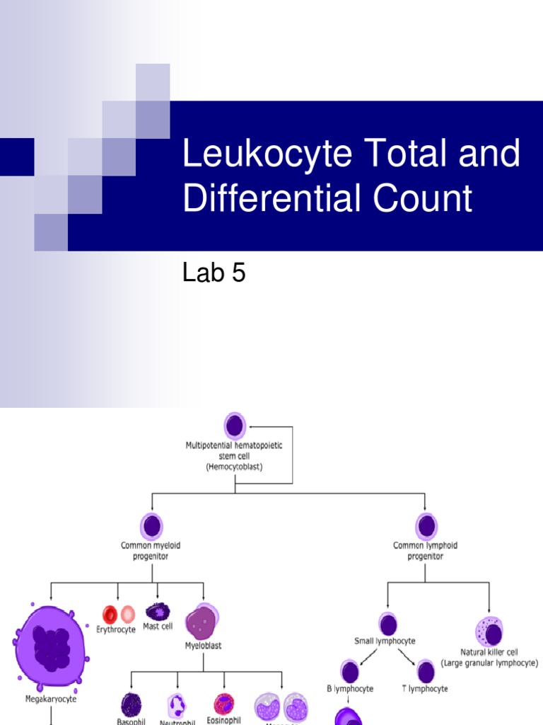 Leukocyte Total and Differential Count | PDF | White Blood Cell | Leukemia