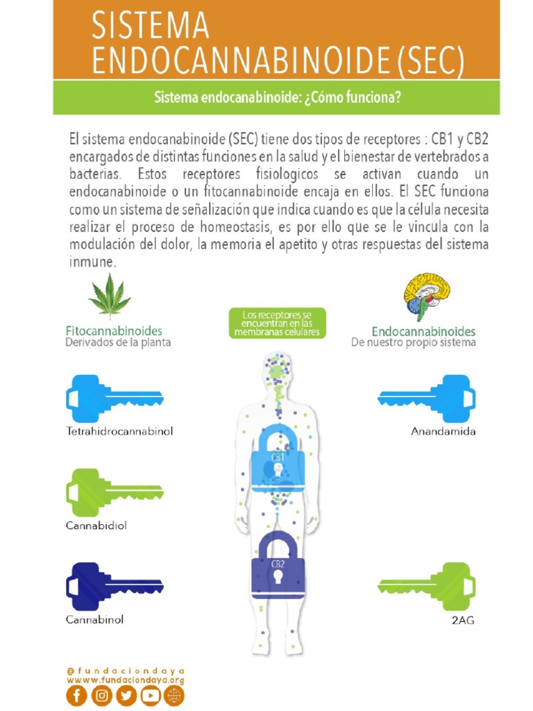 Sistema Endocannabinoide Pdf