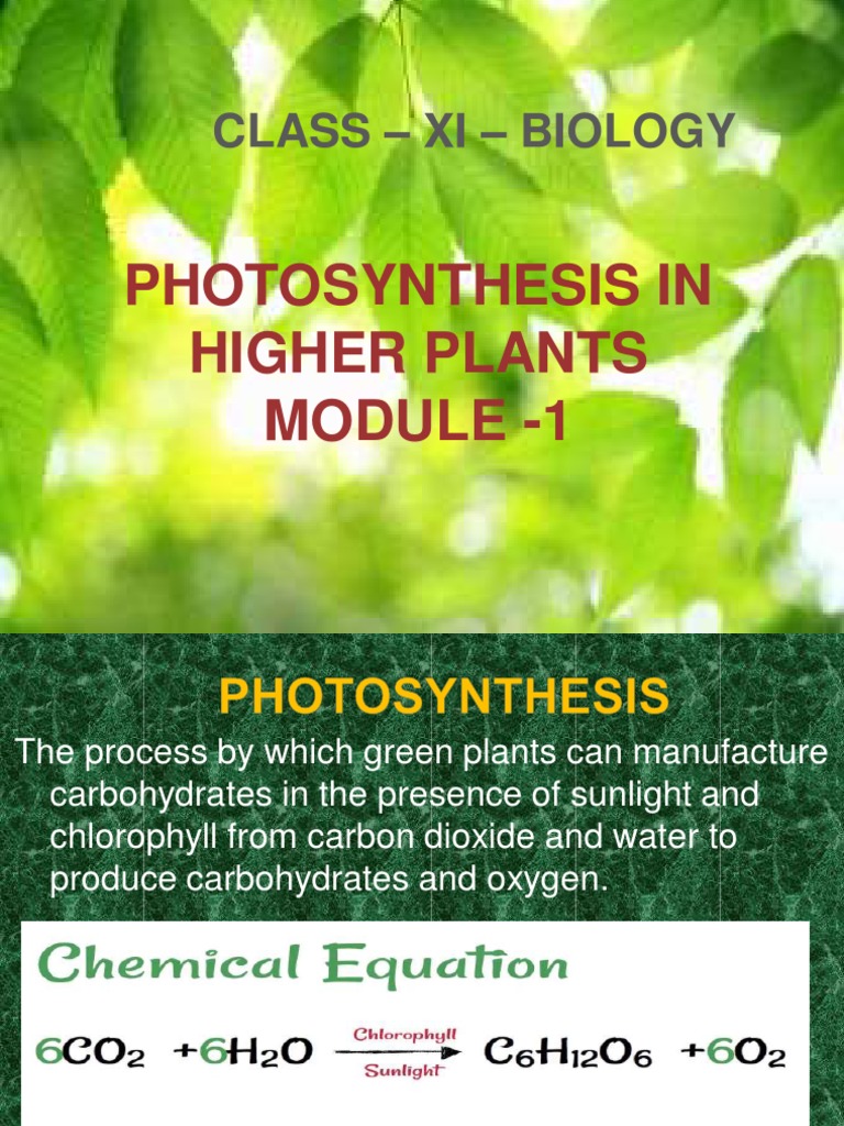Photosynthesis Module 1 Class 11 | PDF | Photosynthesis | Photodissociation