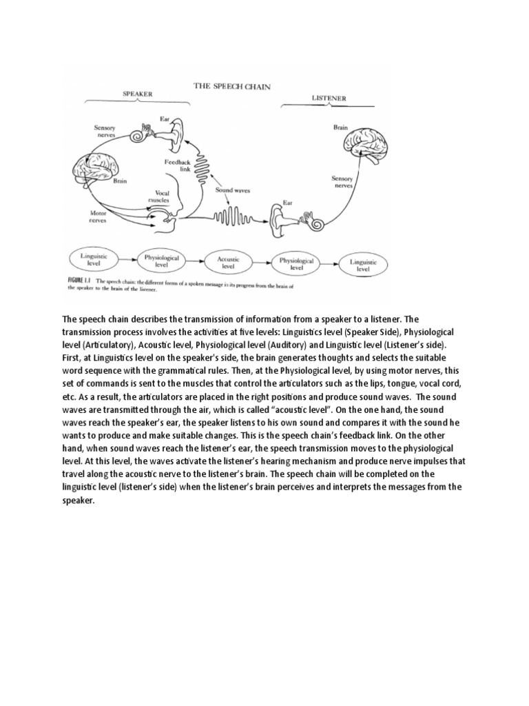 The Speech Chain | PDF