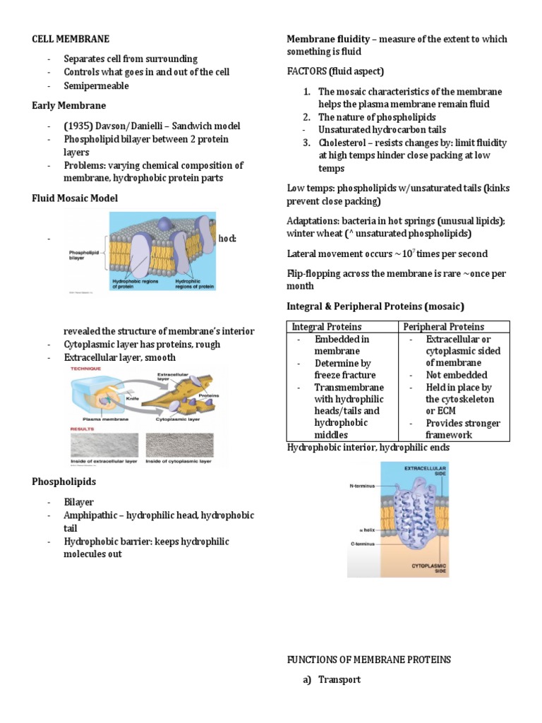 Lesson 7 Cell Membrane | PDF | Cell Membrane | Biophysics