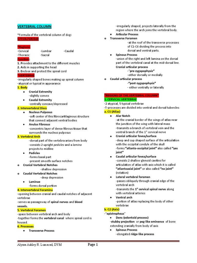 Vertebral Column of Dog | Download Free PDF | Vertebra | Vertebral Column