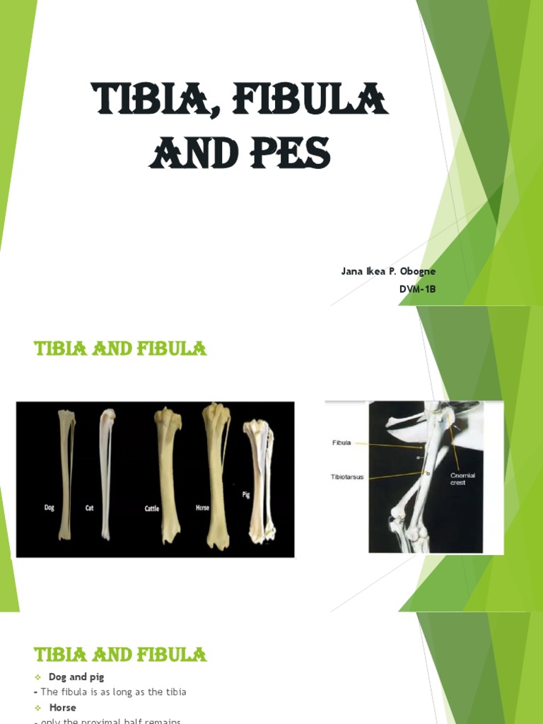 Tibia, Fibula and Pes | PDF