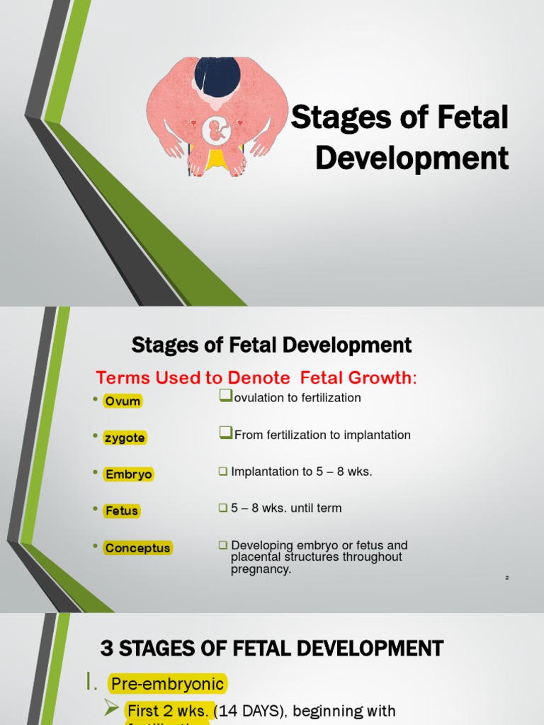 Stages of Fetal Development | PDF | Placenta | Implantation (Human Embryo)