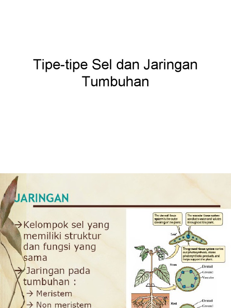 Tipe-Tipe Sel Dan Jaringan Tumbuhan | PDF