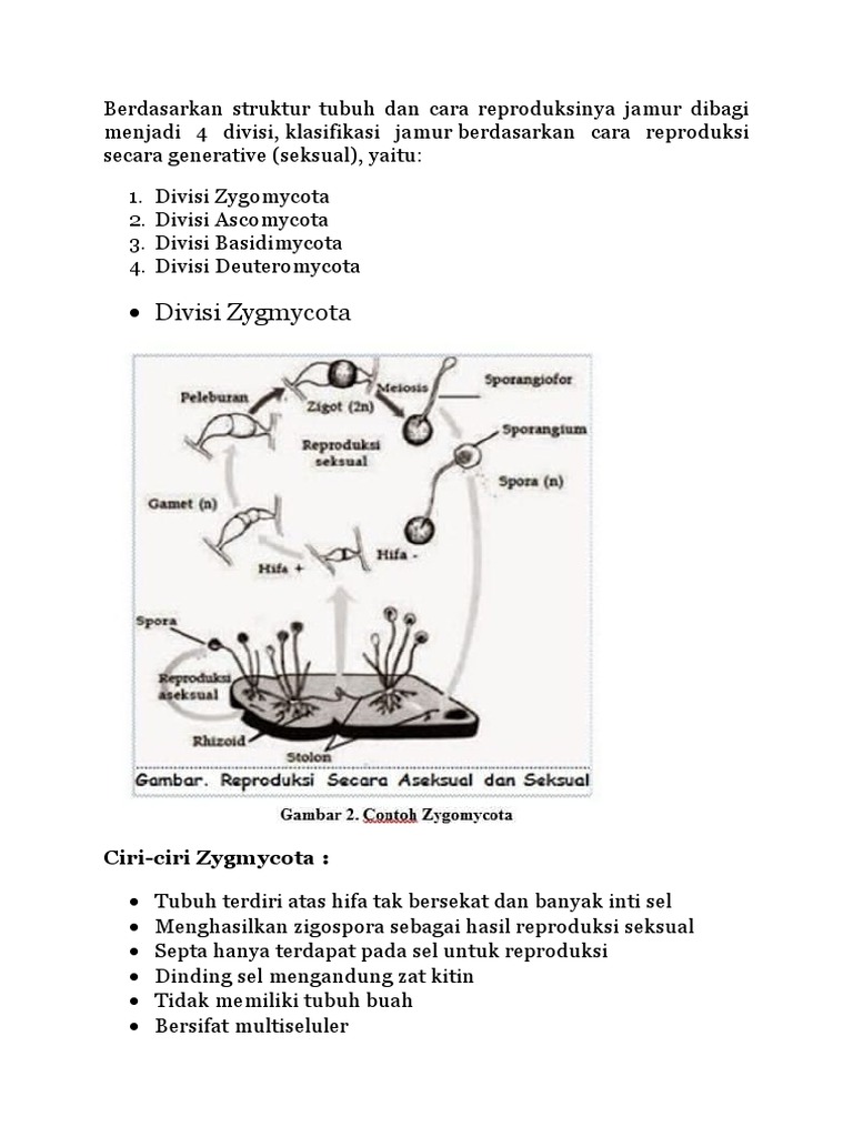 Klasifikasi dan Ciri Jamur Zygomycota | PDF | Sains & Matematika