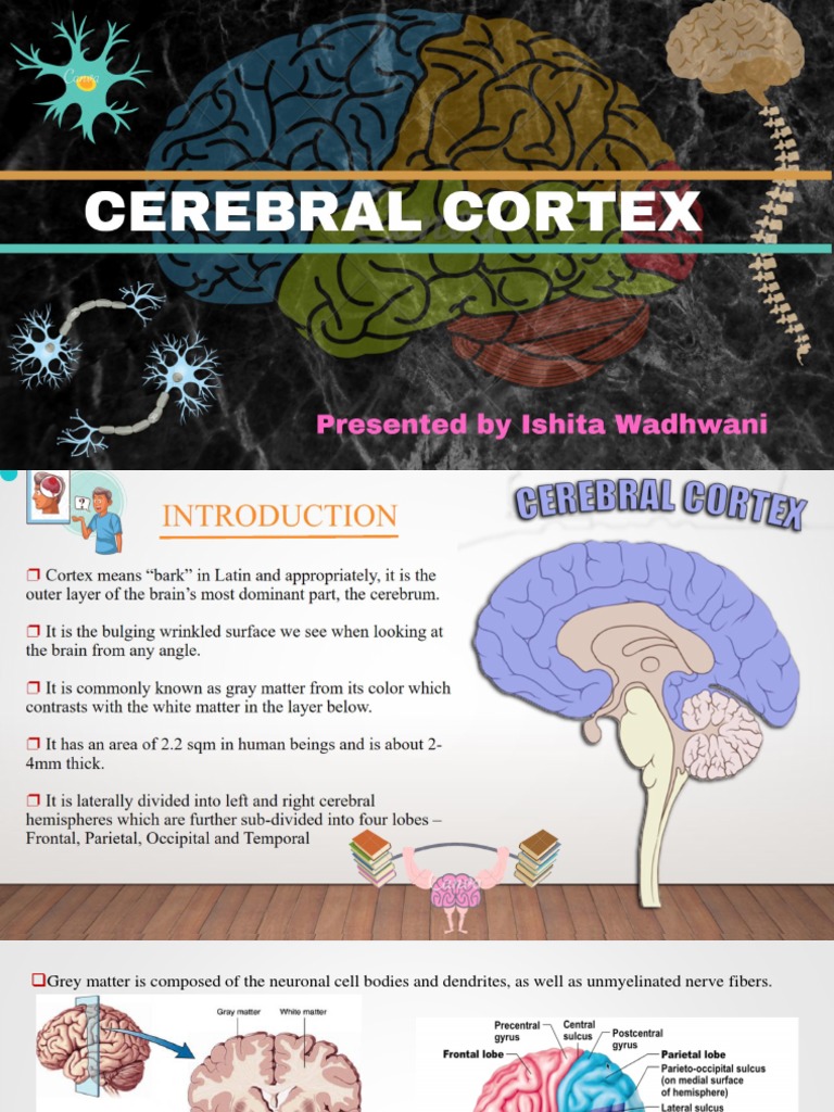Cerebral Cortex - PPTX Ishita W | PDF | Cerebral Cortex | Perception
