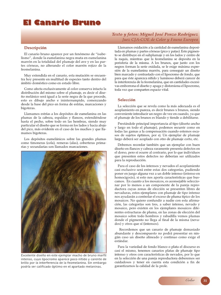 Canario Bruno | PDF | Pluma | Zoología