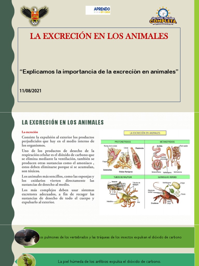 La Excreción en Animales: Mecanismos y Tipos | PDF | Excreción | Riñón