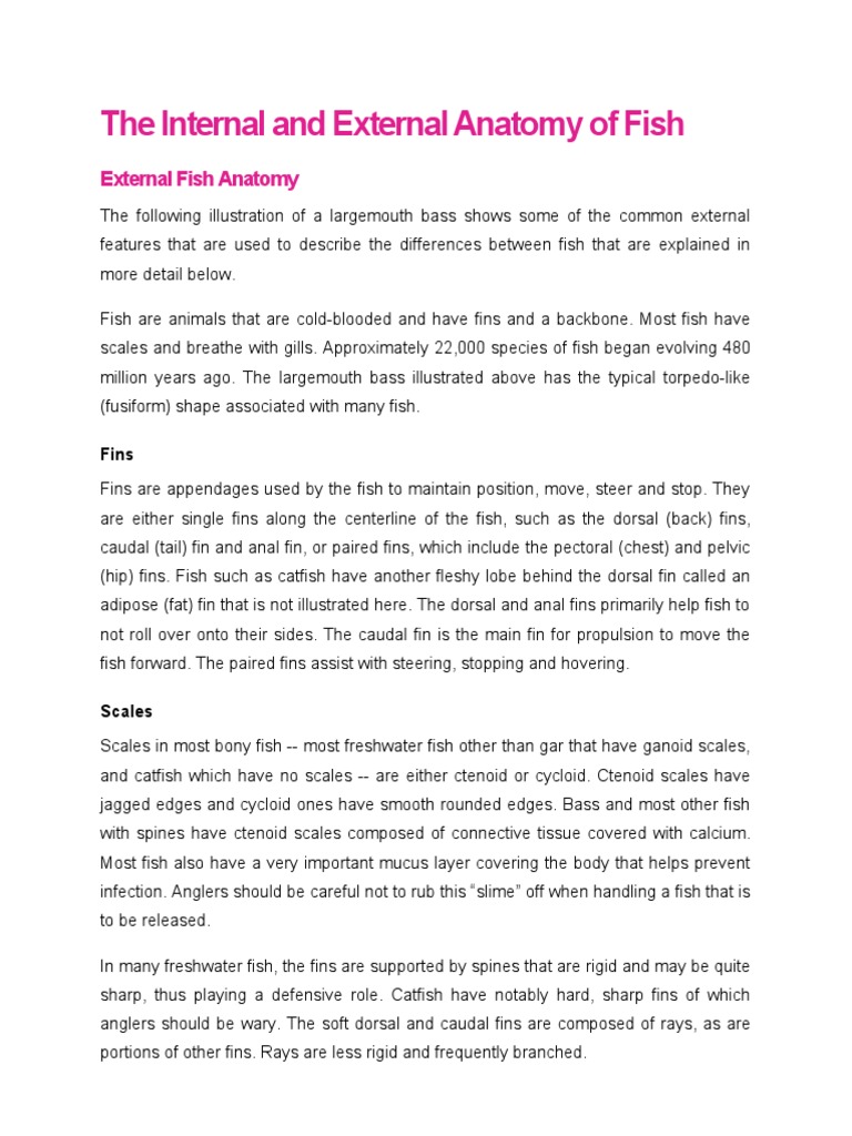 Anatomy of Fish: Internal and External | PDF | Fish | Digestion
