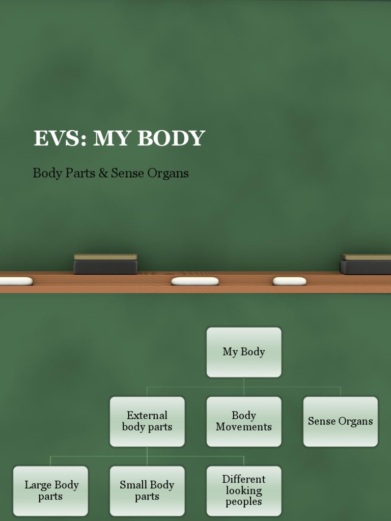 Evs Parts of Body | PDF | Senses | Hand