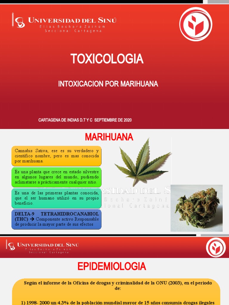 Intoxicacion Por Marihuana | PDF | Tetrahidrocannabinol | Cannabis (Droga)
