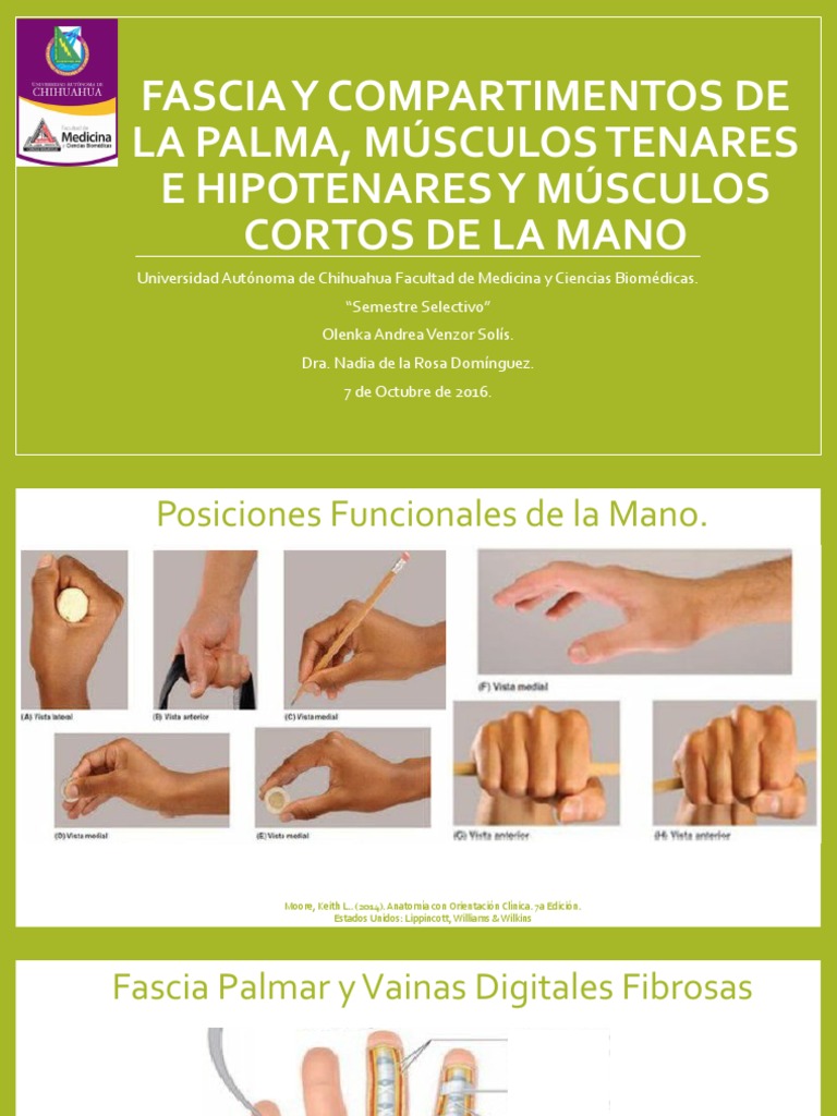 10-07 Fascia y Compartimentos de La Palma, Músculos Tenares e ...