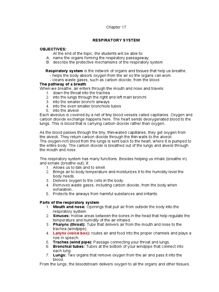 BMED 66 Chapter 17 REspiratory System | PDF | Respiratory Tract | Lung