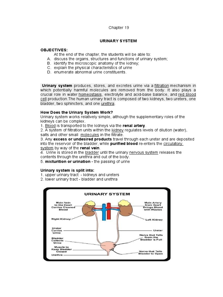 BMED 66 Chapter 19 URINARY SYSTEM | PDF | Urinary Bladder | Urinary System