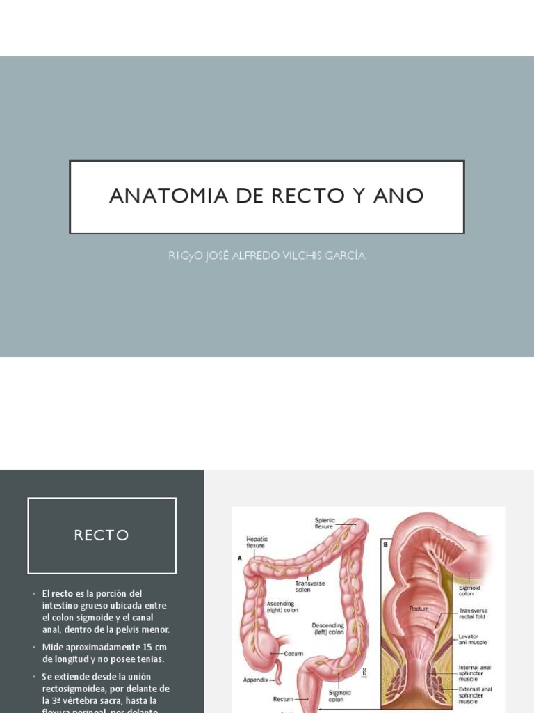Anatomía del Recto y Ano | PDF | Recto | Intestino grueso