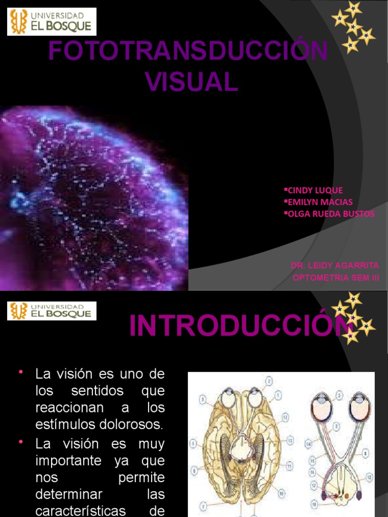 Fototransducción y Bioquímica Visual | PDF | Percepción visual | Retina