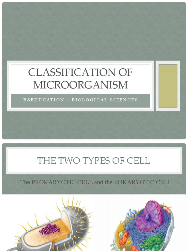 Classification of Microorganism | PDF | Eukaryotes | Prokaryote