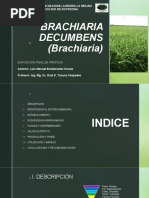 Ficha Técnica Del Pasto Peludo (Brachiaria Decumbens | PDF | Pasto | Pasto