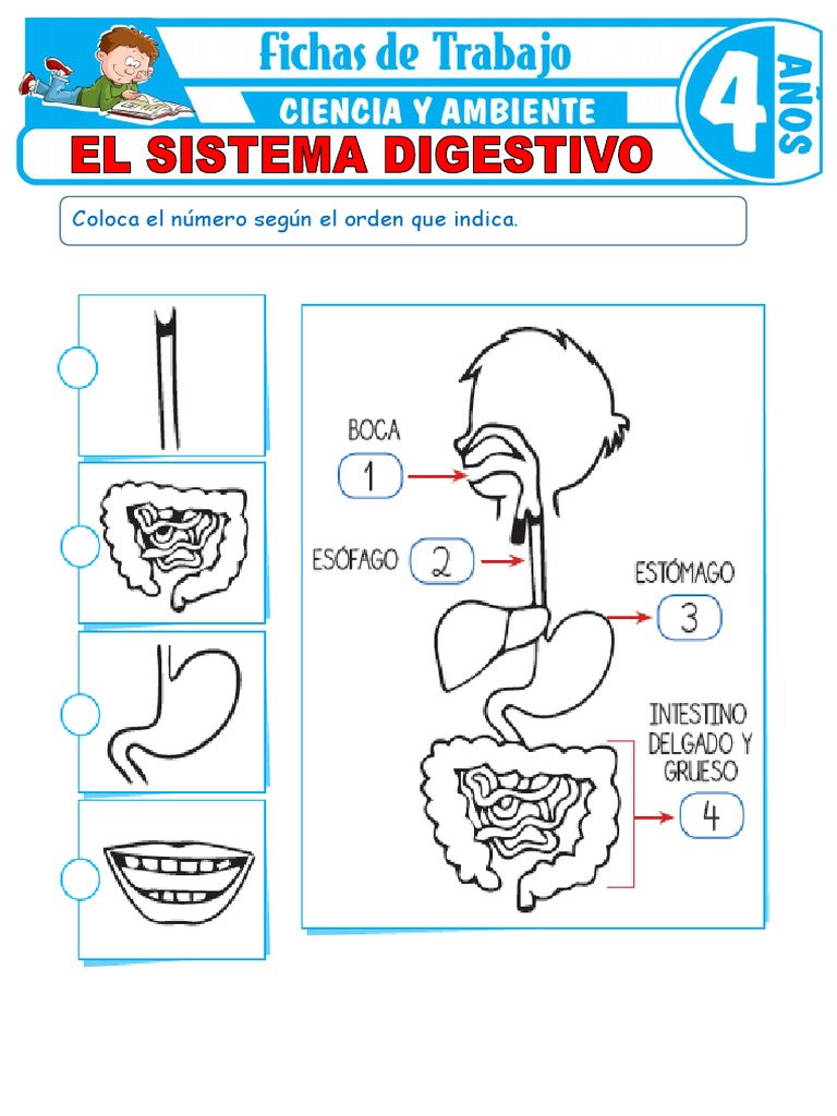 El Sistema Digestivo para Ninos de 4 Anos | PDF