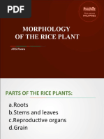 1 Morphology of The Rice Plant | PDF | Rice | Plants