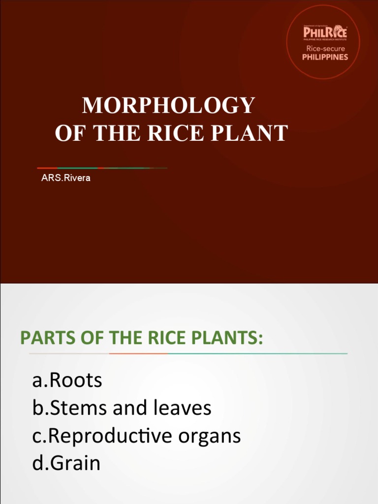 1 - Morphology of The Rice Plant | PDF | Flowers | Leaf